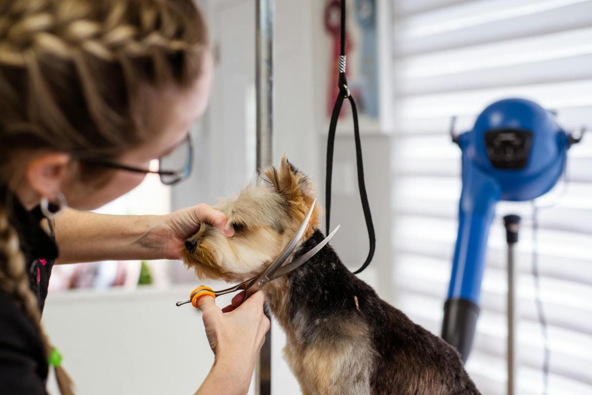 The 7 Most Common Grooming Mistakes for Dogs – PunkRockPudel